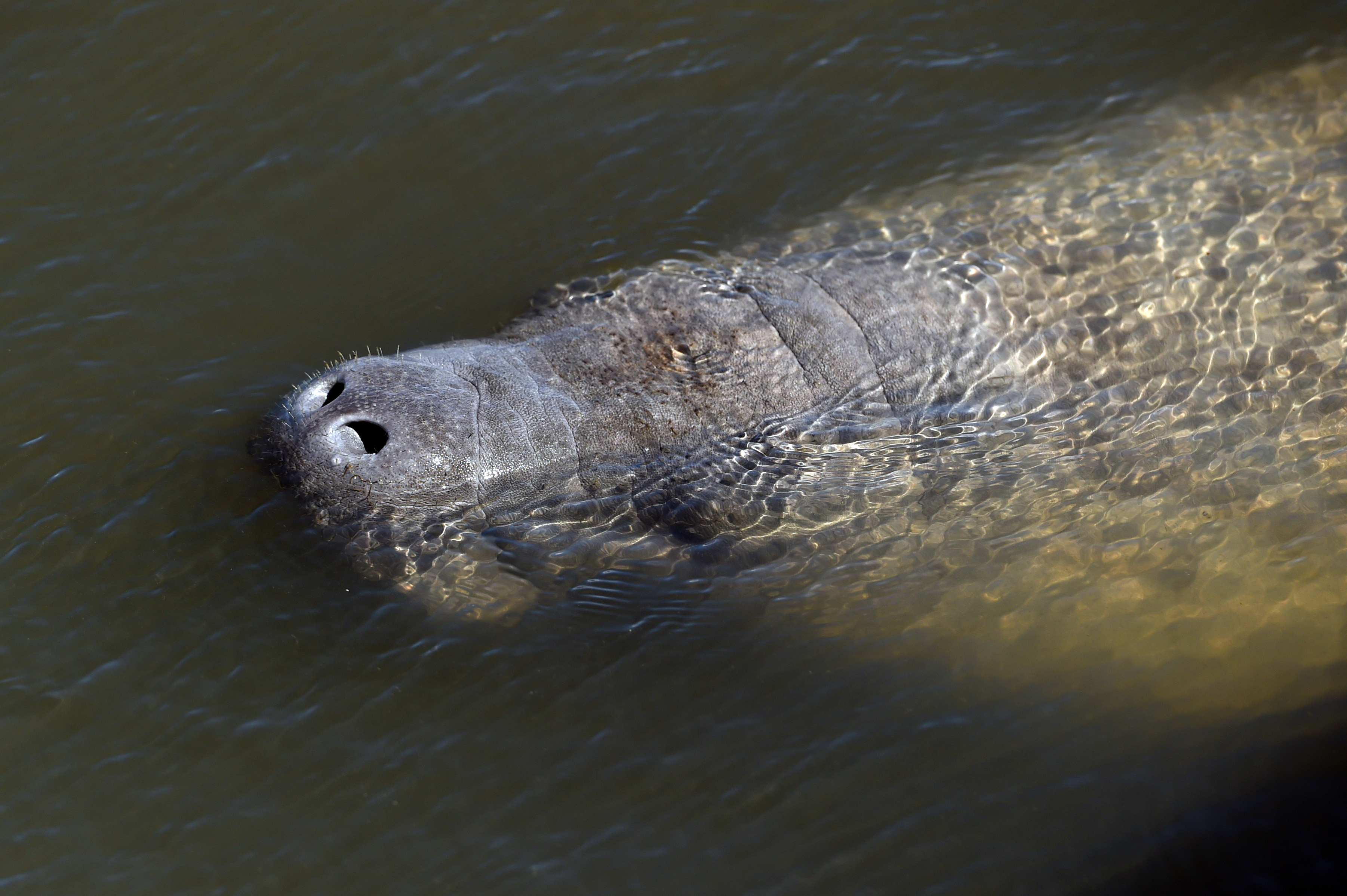 Florida Manatee Indian River Lagoon | FWS.gov